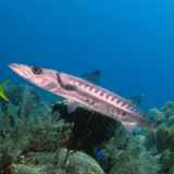 Coral Reef Fish | Coral Reef Information