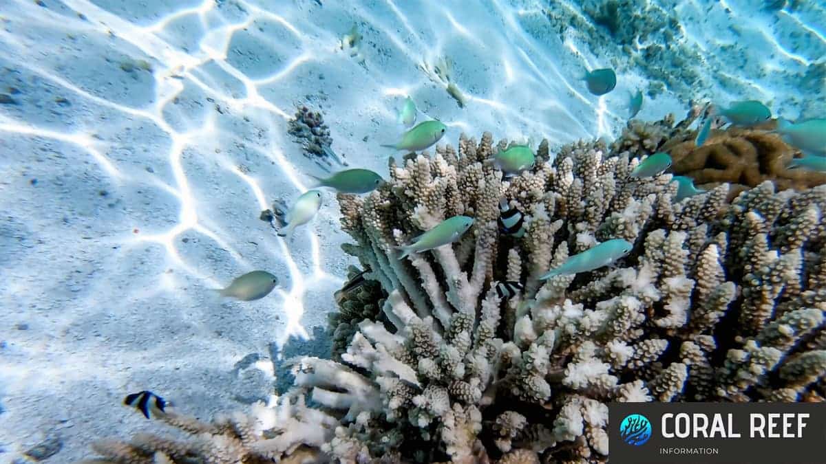 About Us | Coral Reef Info