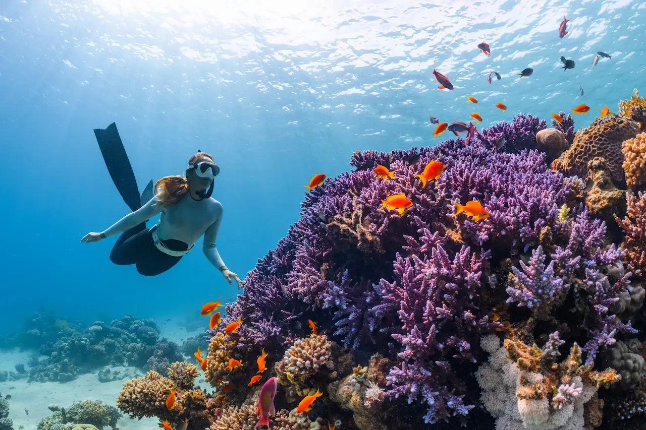 Caribbean Diving | Diving Information | Coral Reef Information