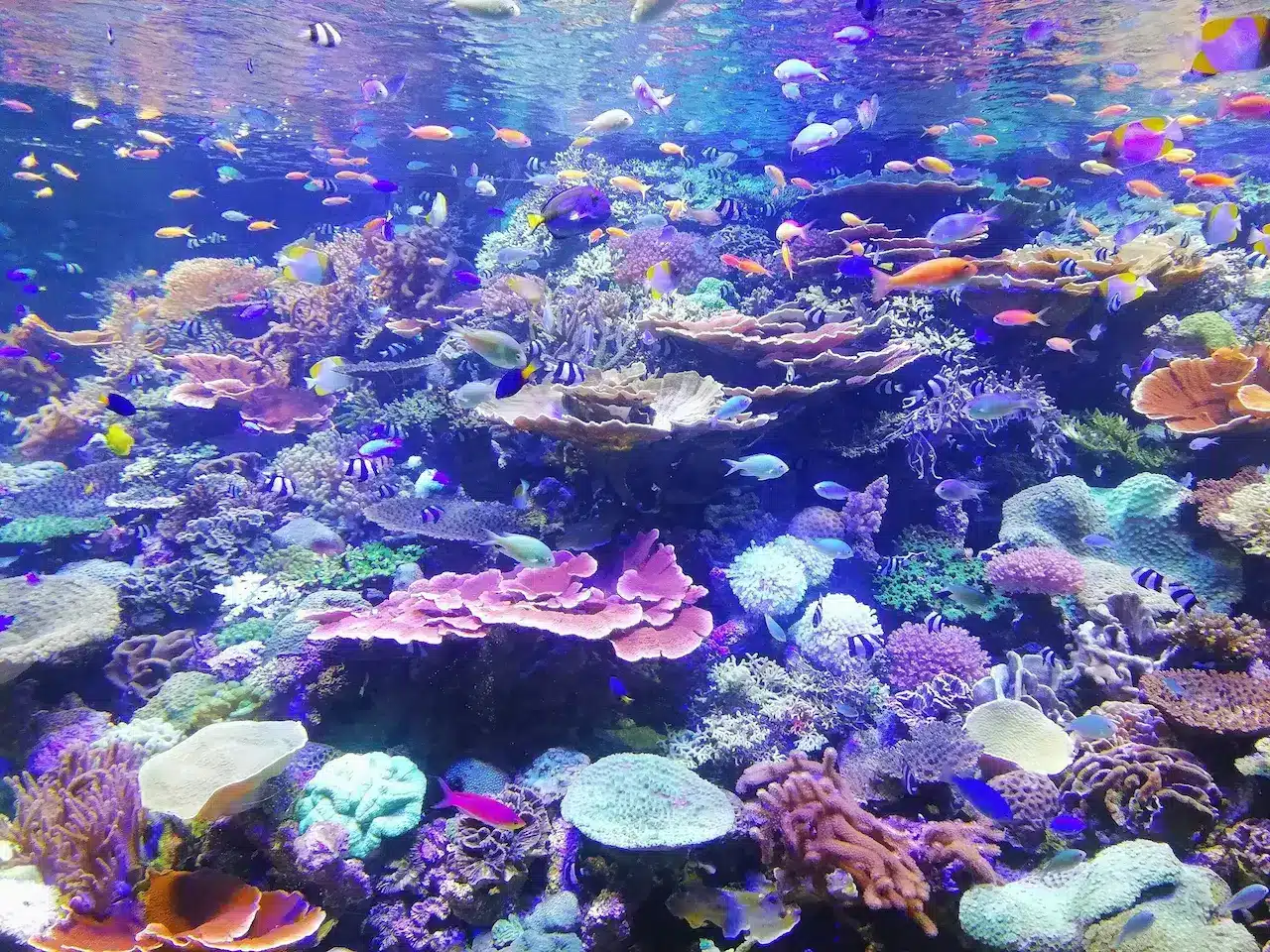 Coral Reef Animals Pictures