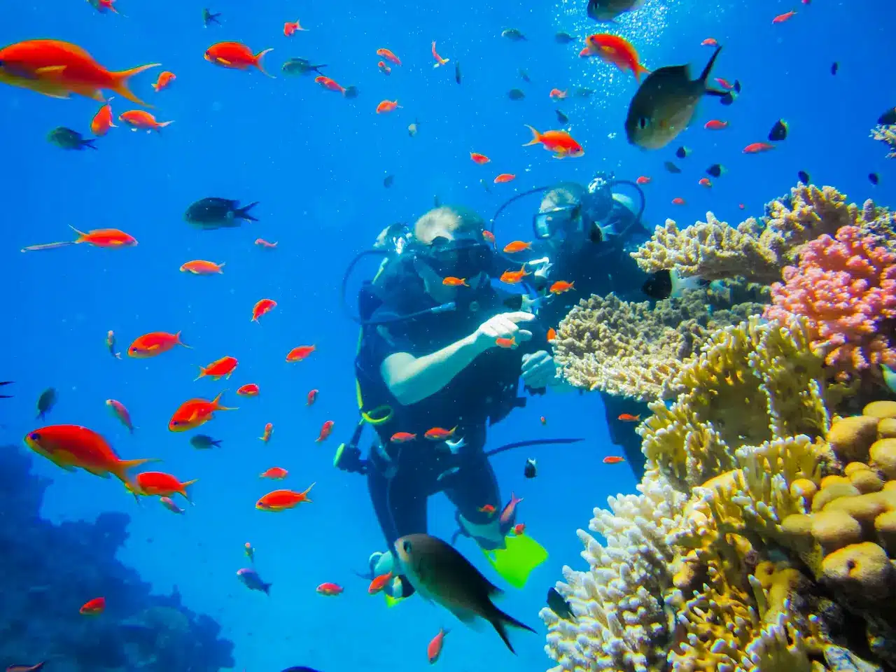 Dive Coral Reefs | Diving Information | Coral Reef Information