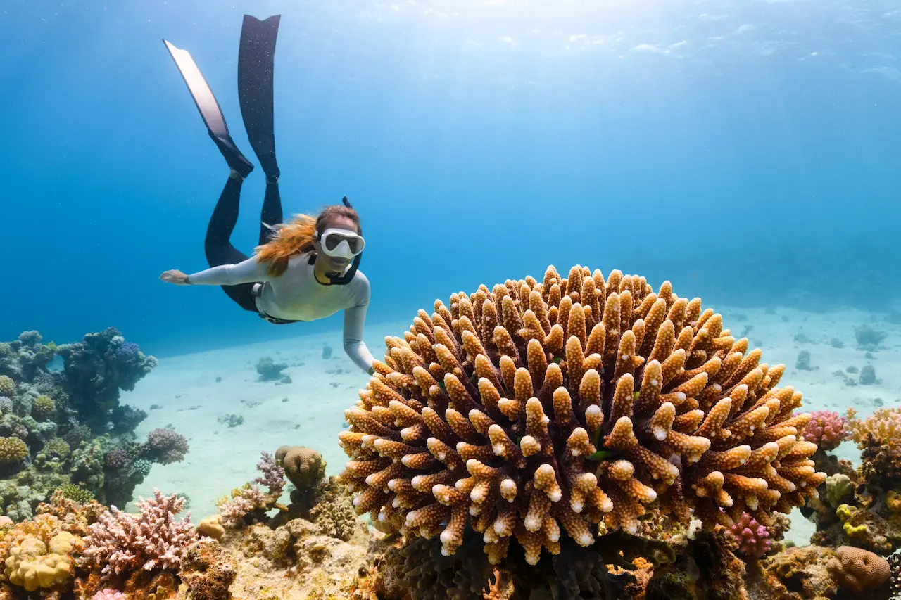 Pacific Diving | Diving Information | Coral Reef Information