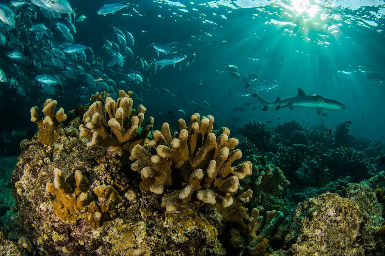 Protecting Coral Reefs | Coral Reef Information Protecting Coral Reefs | Coral Reef Information